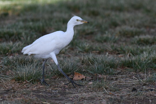 Gacilla Images – Browse 5 Stock Photos, Vectors, and Video | Adobe Stock