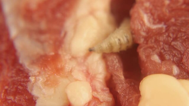 "Insect Larvae" Bilder – Durchsuchen 713 Archivfotos, Vektorgrafiken ...