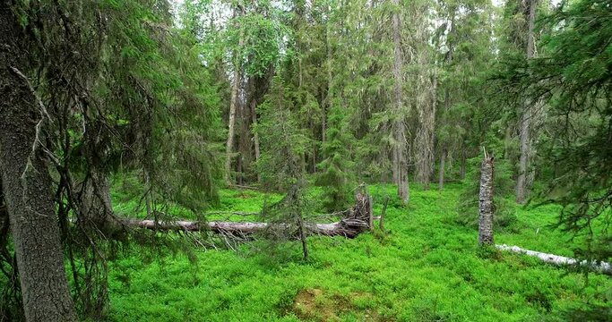 "Northern Forest" Images – Browse 956 Stock Photos, Vectors, and Video ...