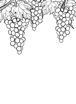 Simple Grapes Outline