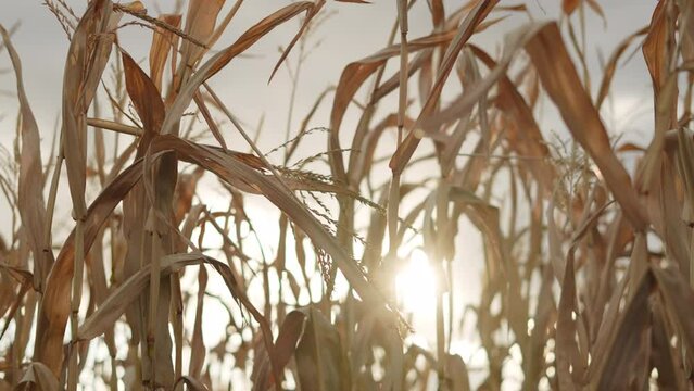 Meagerness Images – Browse 265 Stock Photos, Vectors, and Video | Adobe ...