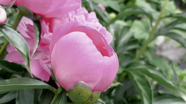 Piony Images – Browse 521 Stock Photos, Vectors, and Video | Adobe Stock