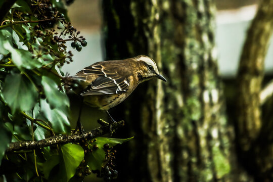 Inhospitable Images – Browse 116,615 Stock Photos, Vectors, and Video ...