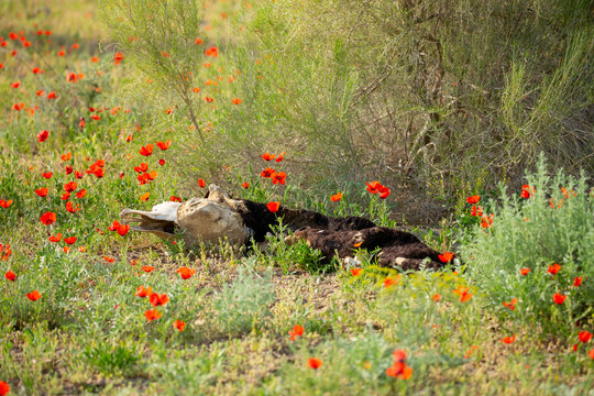 "Animal Corpse" Bilder – Durchsuchen 53 Archivfotos, Vektorgrafiken und ...