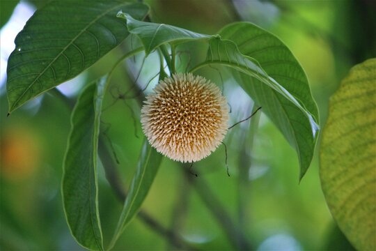 Burflower-Tree Images – Browse 63 Stock Photos, Vectors, and Video ...