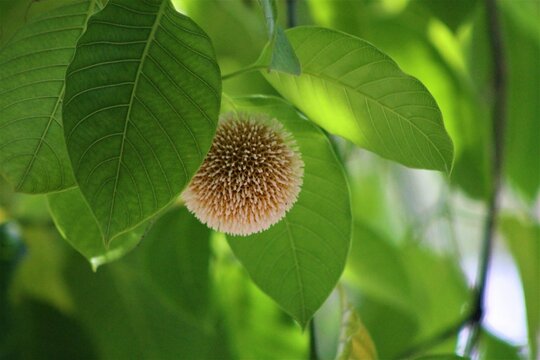 Burflower-Tree Images – Browse 44 Stock Photos, Vectors, and Video ...
