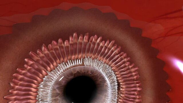 Blefarit bilder – Bläddra bland 1,184 stockfoton, vektorer och videor ...