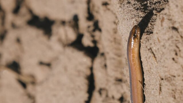 Anguis Images – Browse 1,555 Stock Photos, Vectors, and Video | Adobe Stock