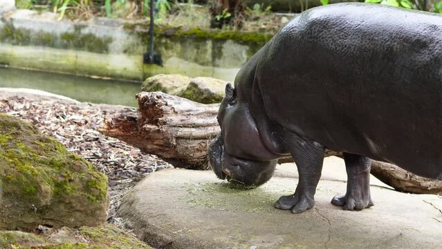 Hyppo Images – Browse 322 Stock Photos, Vectors, and Video | Adobe Stock