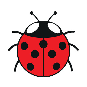 Seven Spotted Ladybug Images Browse 3 538 Stock Photos Vectors