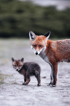 Fuchsbaby Images – Browse 27 Stock Photos, Vectors, and Video | Adobe Stock