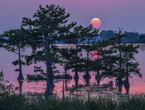 Louisiana Swamp Sunrise