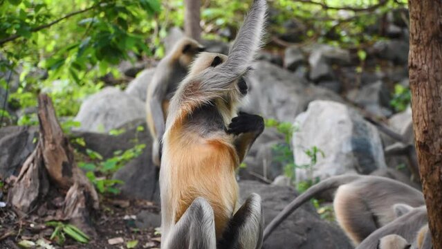 Langoor Images – Browse 279 Stock Photos, Vectors, and Video | Adobe Stock