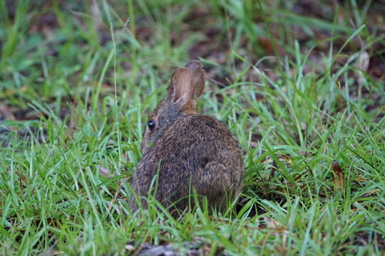 "Marsh Rabbit" Images – Browse 167 Stock Photos, Vectors, and Video ...