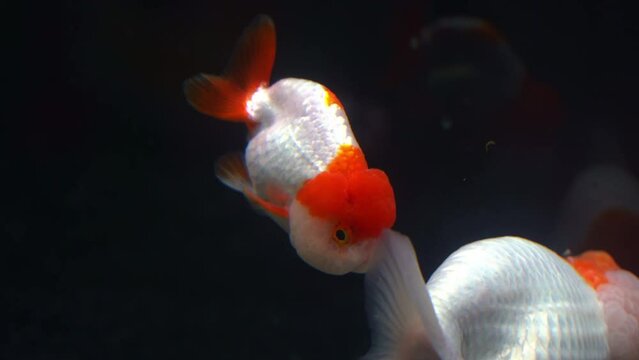 Oranda Goldfish Images – Browse 13,307 Stock Photos, Vectors, and Video ...