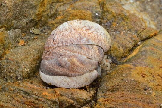 Gasteropode-Bilder: Stock-Fotos & -Videos. | Adobe Stock