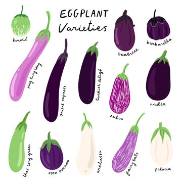 "Eggplant Varieties" Images – Browse 133 Stock Photos, Vectors, and ...
