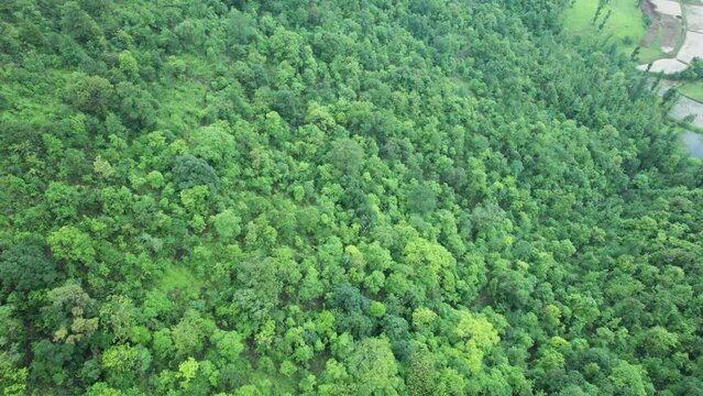 "Tree Top" Images – Browse 34,704 Stock Photos, Vectors, and Video ...