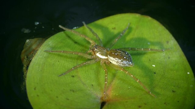 "Water Spider" Bilder – Durchsuchen 359 Archivfotos, Vektorgrafiken und ...