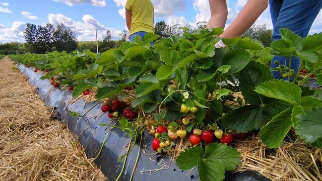 "Strawberry Picking" Images – Browse 634 Stock Photos, Vectors, and ...