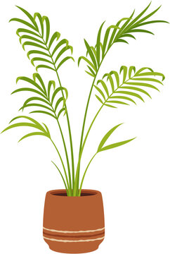 "Nikau Palm" Images – Browse 257 Stock Photos, Vectors, and Video ...