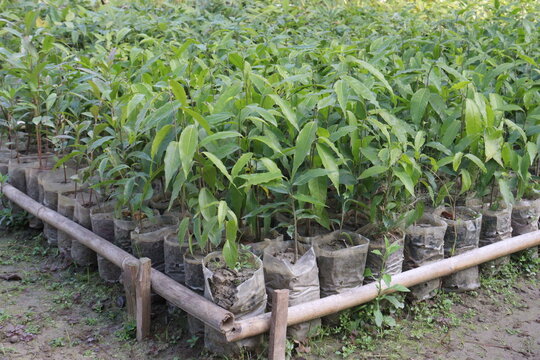 Asopalav Images – Browse 258 Stock Photos, Vectors, and Video | Adobe Stock