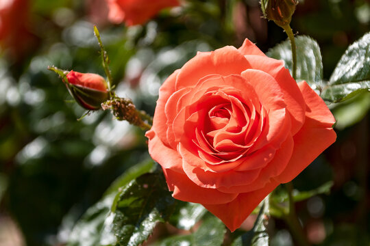 Orange-Rote Images – Browse 63 Stock Photos, Vectors, and Video | Adobe ...