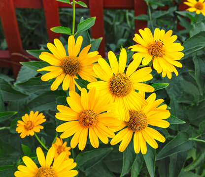 "False Sunflower" Bilder – Durchsuchen 994 Archivfotos, Vektorgrafiken ...