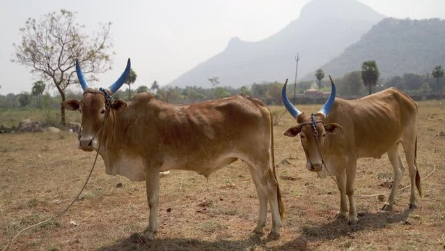 "Holy Cows" Images – Browse 225 Stock Photos, Vectors, and Video ...