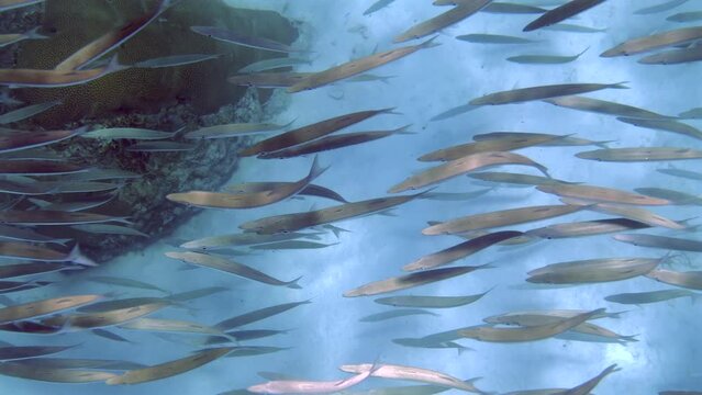 "Silver Fish" Images – Browse 2,366 Stock Photos, Vectors, and Video ...