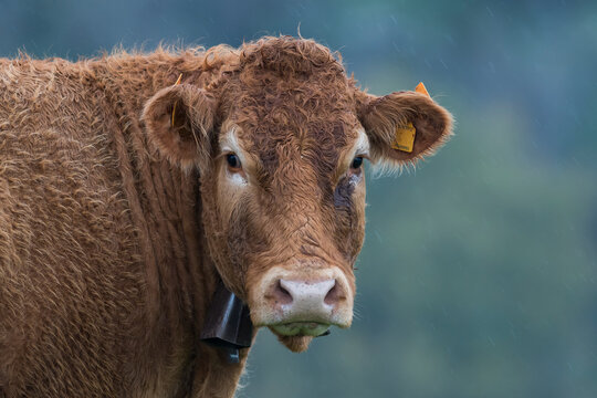 Vacca Bilder – Durchsuchen 2,128 Archivfotos, Vektorgrafiken und Videos ...