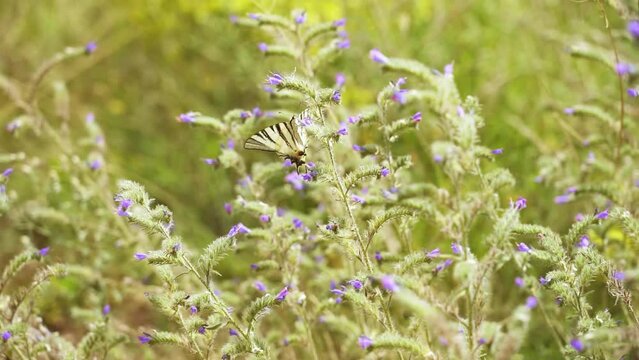รูปภาพMagnoliopsida – เลือกดูภาพถ่ายสต็อก เวกเตอร์ และวิดีโอ7,914 ...