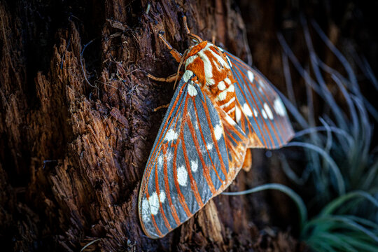 "Regal Moth" Images – Browse 77 Stock Photos, Vectors, and Video ...