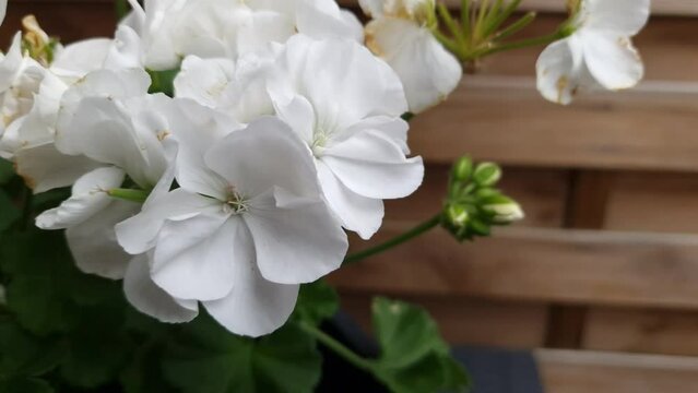 "White Geranium" Images – Browse 97 Stock Photos, Vectors, and Video ...