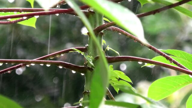 "Tapioca Plant" Images – Browse 5,295 Stock Photos, Vectors, and Video ...