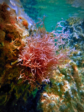 Yannis Images – Browse 24 Stock Photos, Vectors, and Video | Adobe Stock