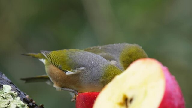 Tauhou Images – Browse 93 Stock Photos, Vectors, and Video | Adobe Stock