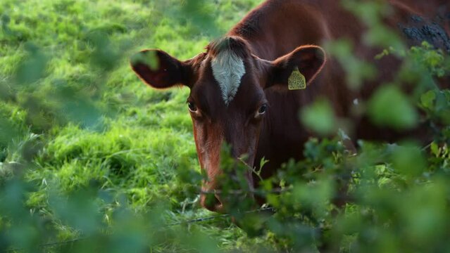 "Cow In Field" Images – Browse 546 Stock Photos, Vectors, and Video ...