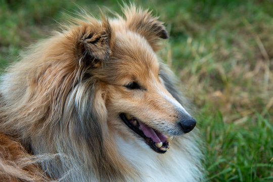 Mini Rough Collie