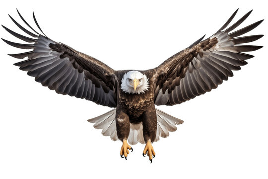 Eagle Transparent