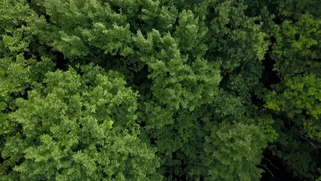 "Tree Canopy" Images – Browse 238,623 Stock Photos, Vectors, and Video ...