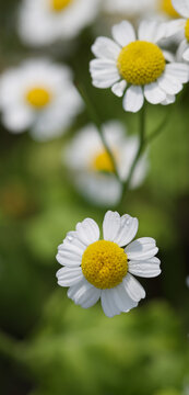"Pyrethrum Parthenium" Images – Browse 159 Stock Photos, Vectors, and ...