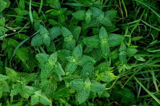 "Field Mint" Images – Browse 2,020 Stock Photos, Vectors, and Video ...