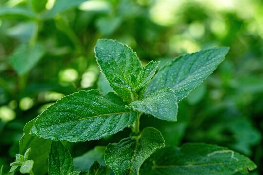 "Field Mint" Images – Browse 2,020 Stock Photos, Vectors, and Video ...