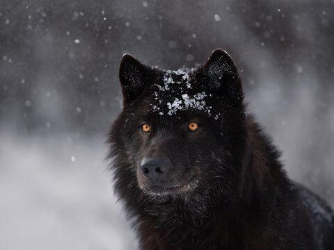 Canadian Black Wolf