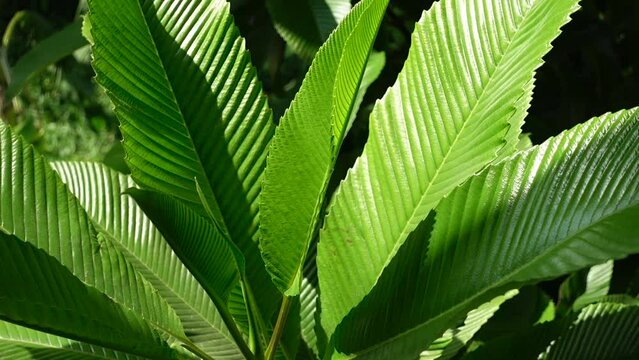 Chalta Images – Browse 288 Stock Photos, Vectors, and Video | Adobe Stock