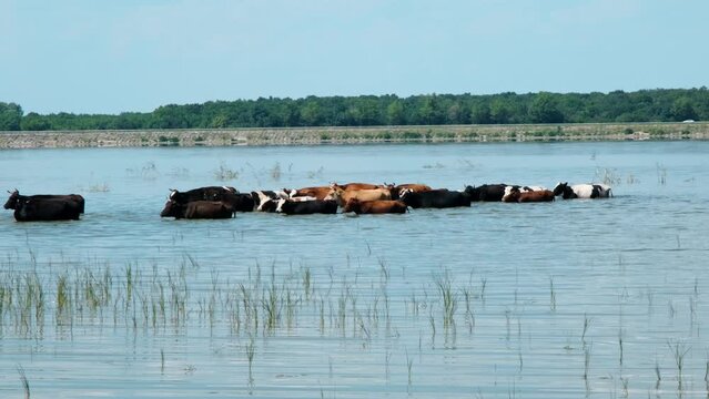 "Water Bull" Images – Browse 33 Stock Photos, Vectors, and Video ...