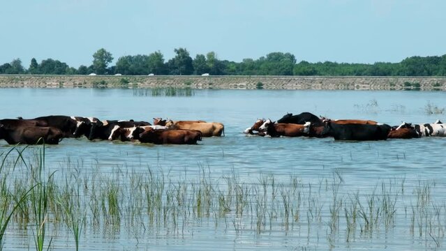 "Water Bull" Images – Browse 33 Stock Photos, Vectors, and Video ...