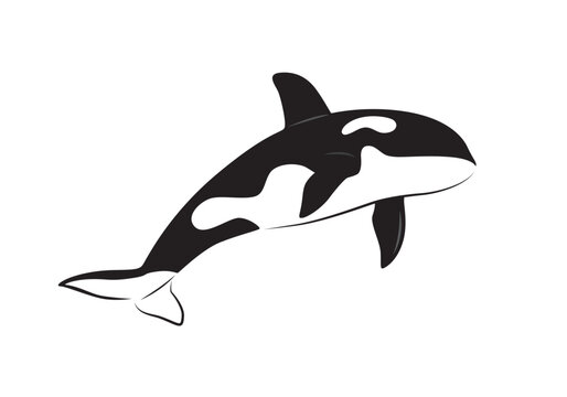 Killer Whale Silhouette