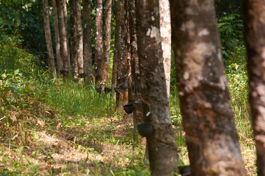 รูปภาพRubberwood – เลือกดูภาพถ่ายสต็อก เวกเตอร์ และวิดีโอ242 | Adobe Stock